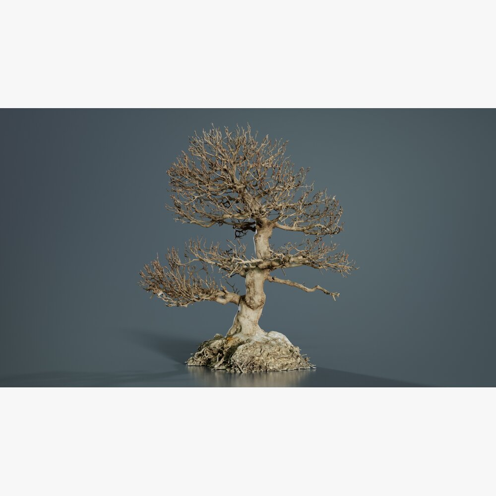 Dried Bonsai Tree with Twisted Gnarled Branches 3D model - Download ...