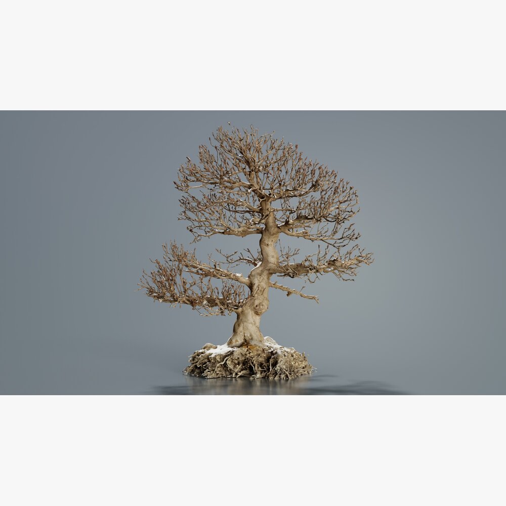 Dried Bonsai Tree with Twisted Gnarled Branches 3D model - Download ...