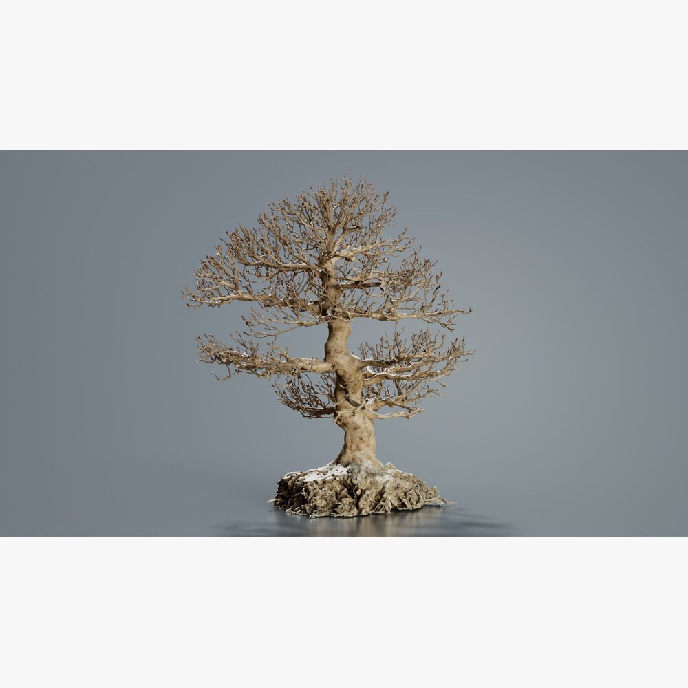 Dried Bonsai Tree with Twisted Gnarled Branches 3D model - Download ...