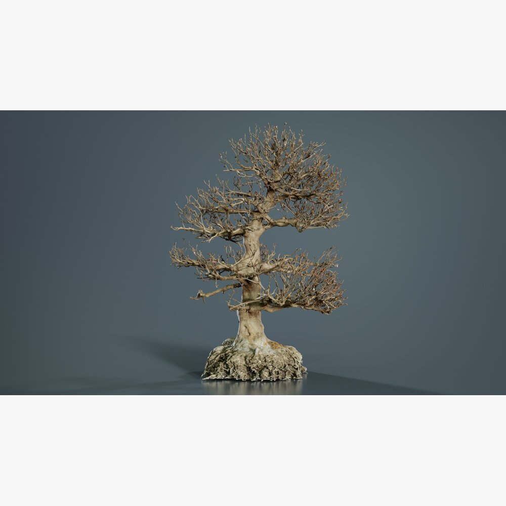 Dried Bonsai Tree with Twisted Gnarled Branches 3D model - Download ...