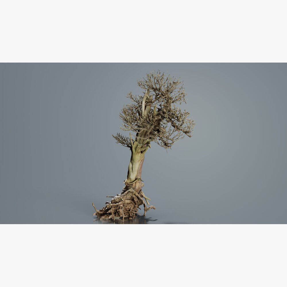 Dead Bonsai with Gnarled Branches and Roots 3D model - Download Trees ...