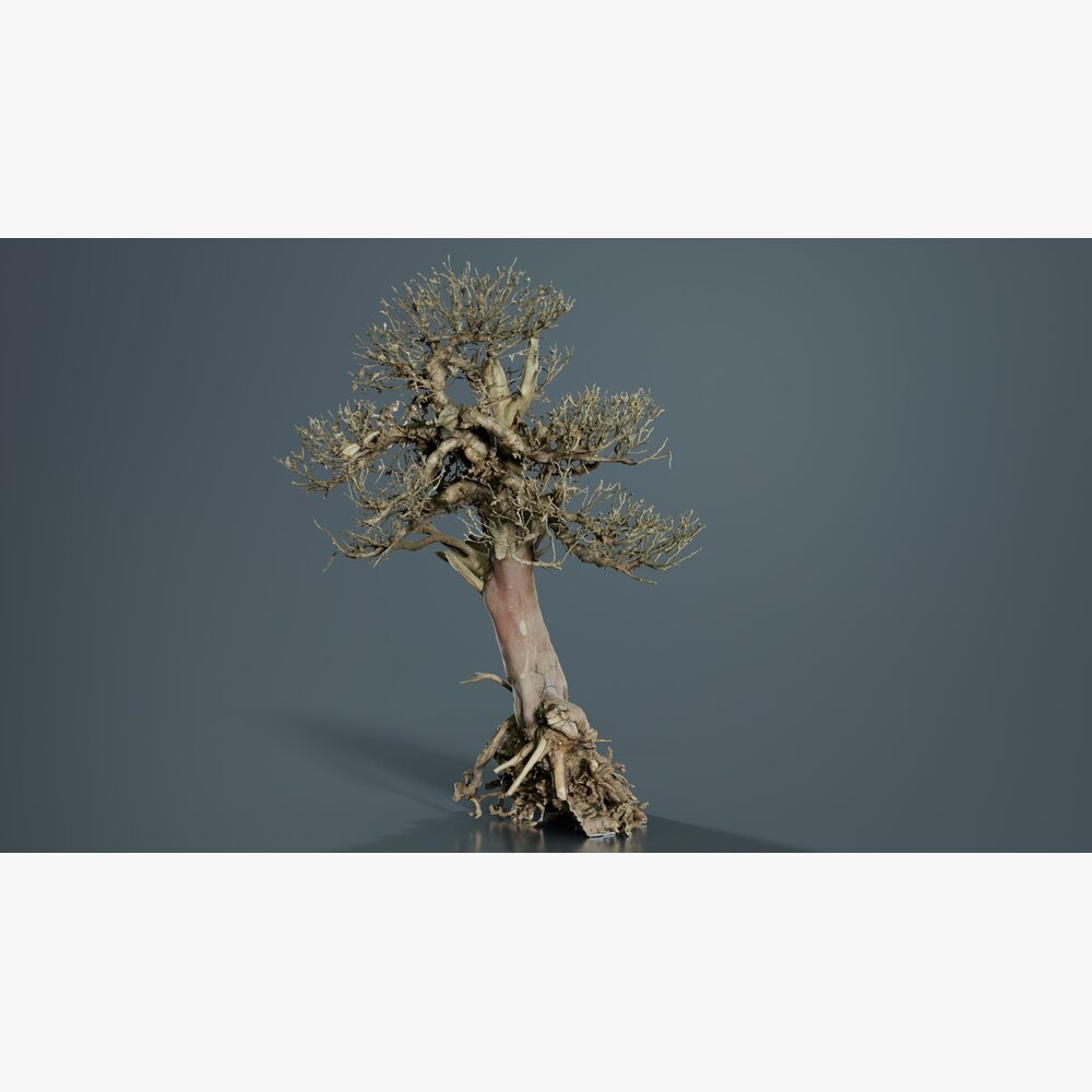 Dead Bonsai with Gnarled Branches and Roots 3D model - Download Trees ...