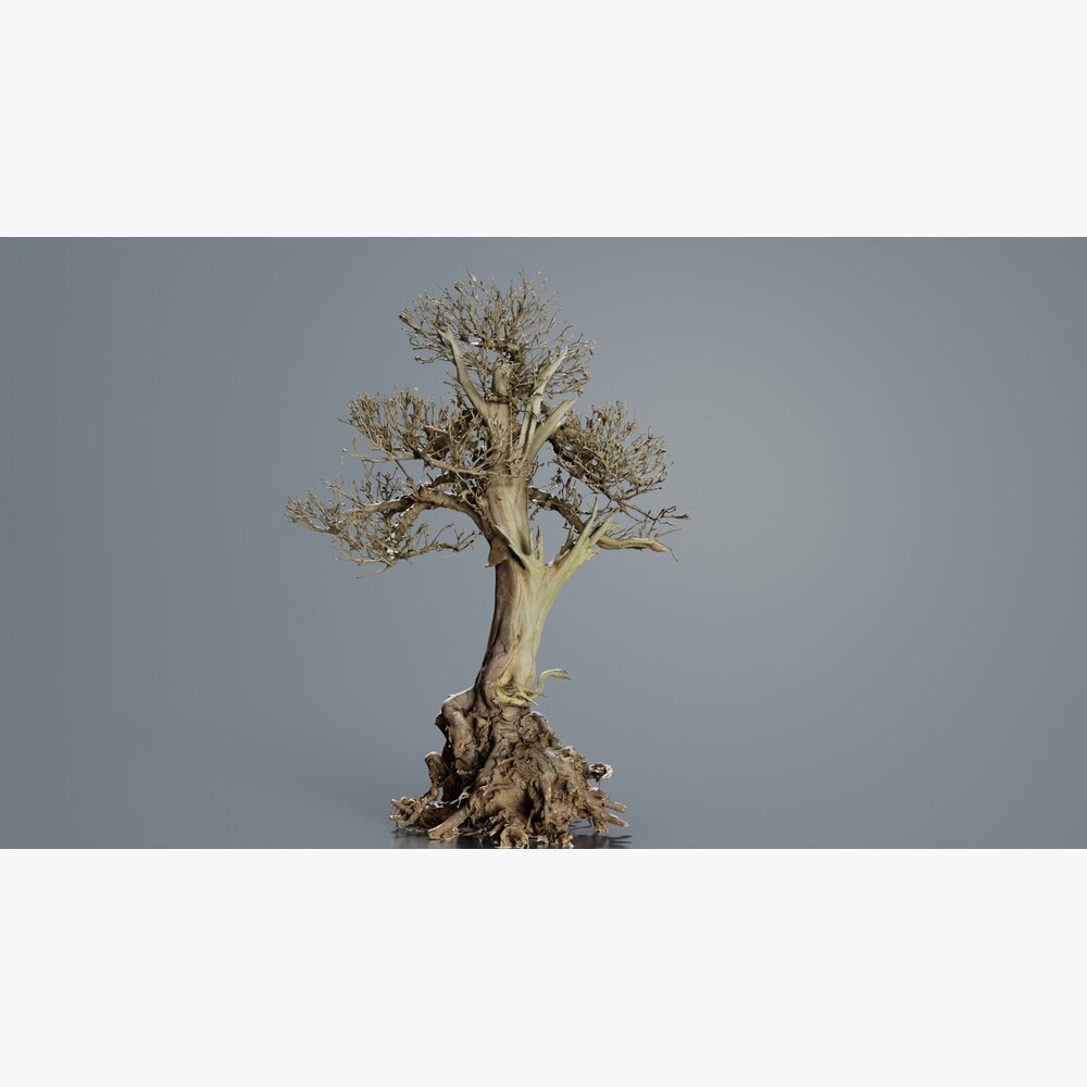 Dead Bonsai with Gnarled Branches and Roots 3D model - Download Trees ...