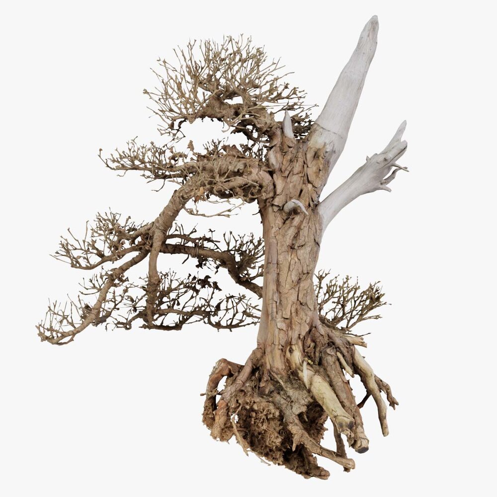 Dead Bonsai Tree with Twisted Gnarled Branches 3D model - Download ...