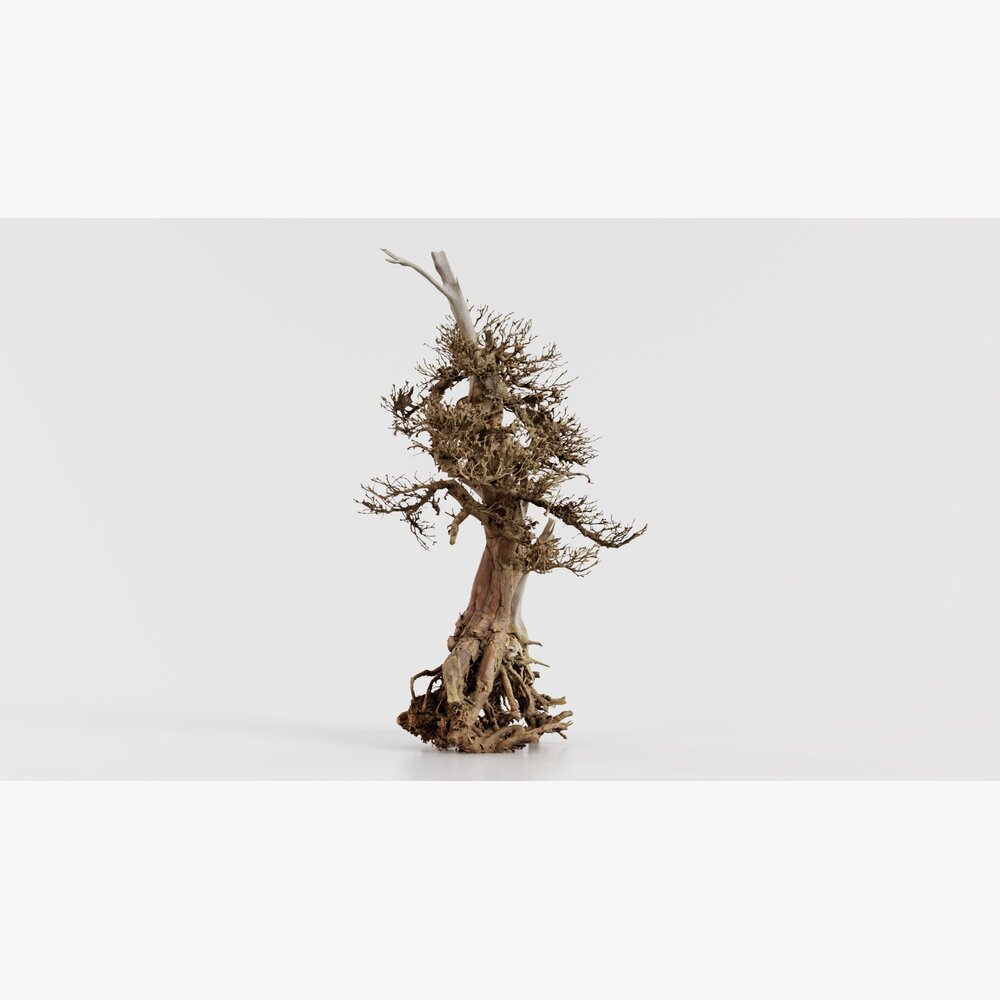 Dried Bonsai Tree with Exposed Gnarled Roots 3D 모델 - 다운로드 나무 on ...