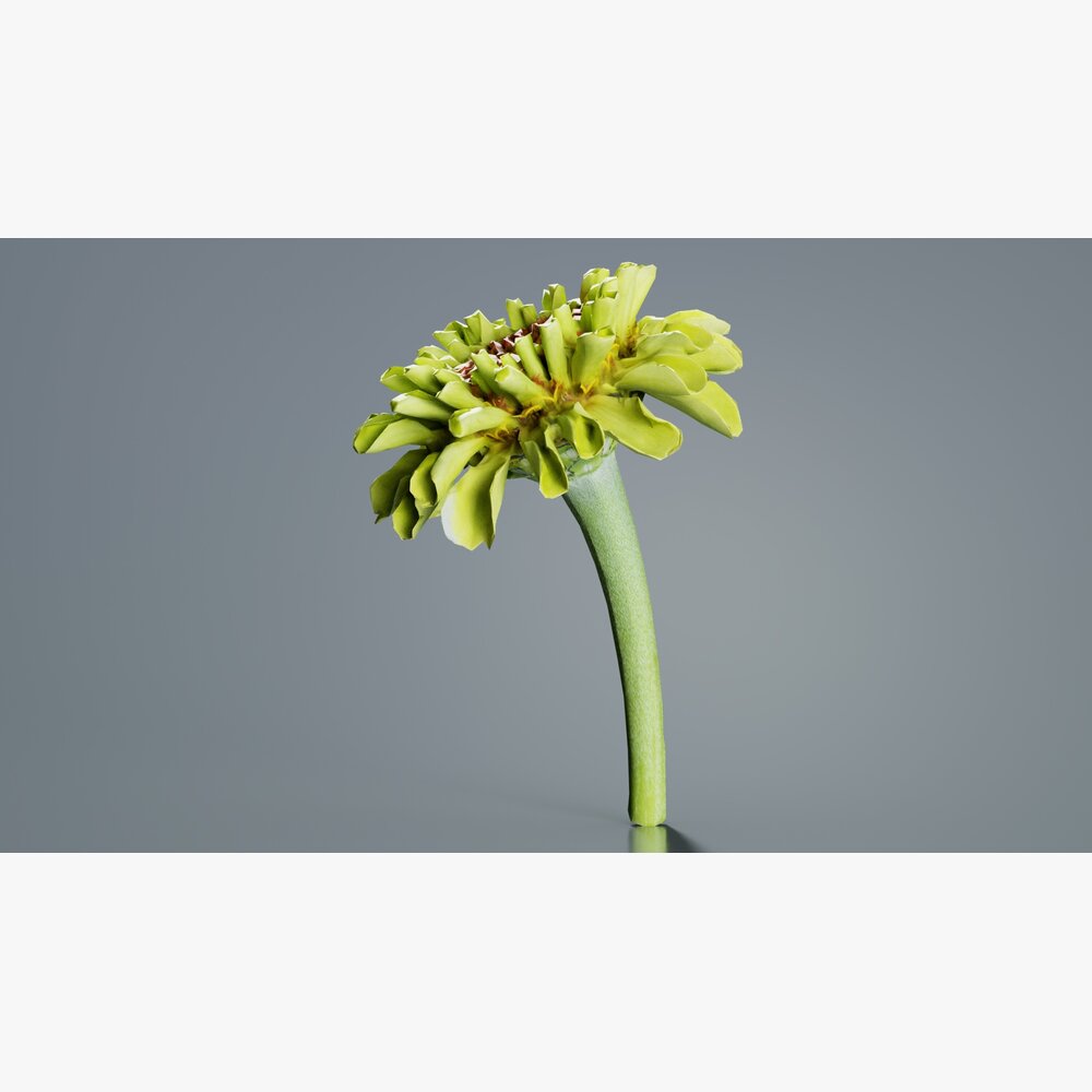 Elegant Zinnia Green 3D model - Download Flowers on 3DModels.org
