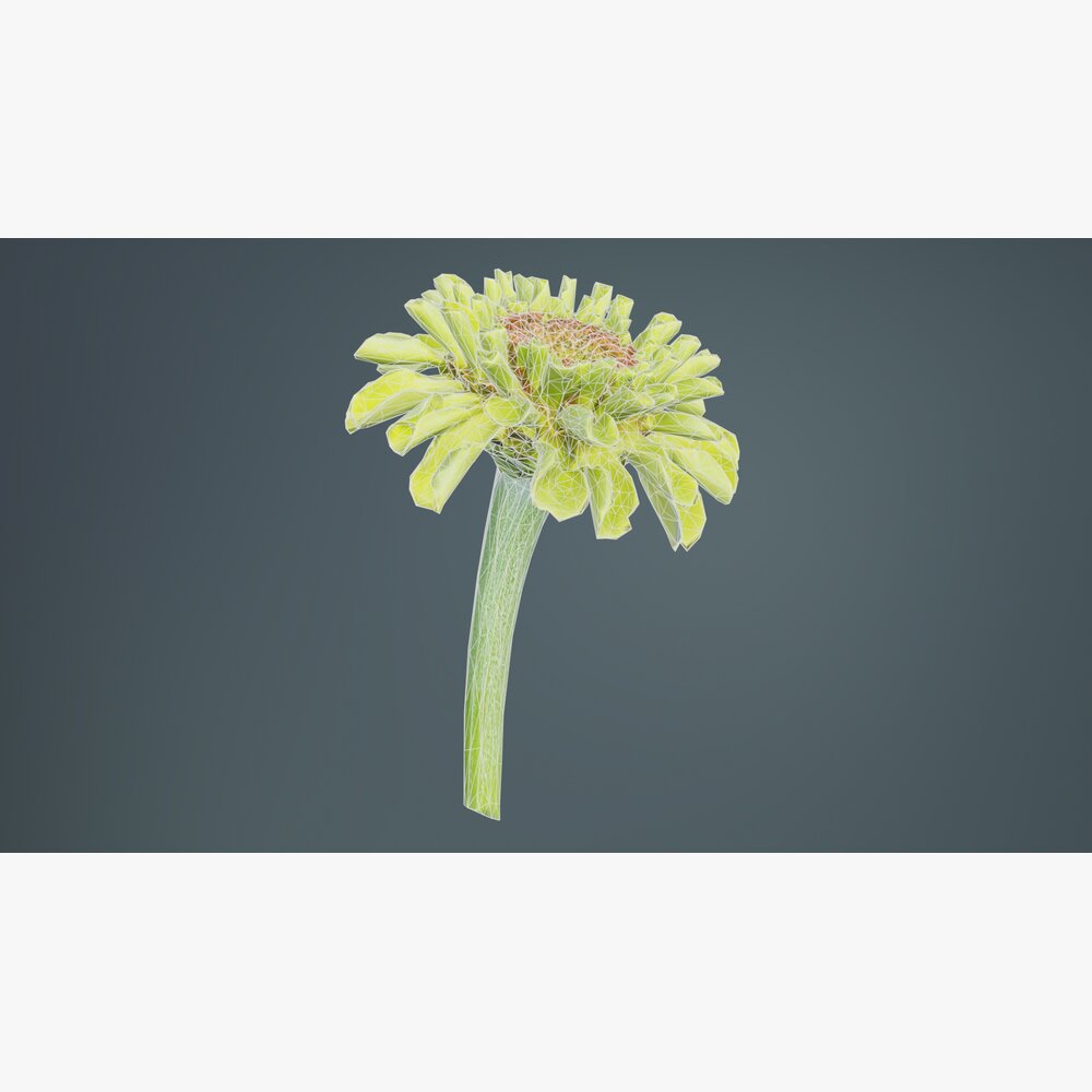 Elegant Zinnia Green 3D model - Download Flowers on 3DModels.org