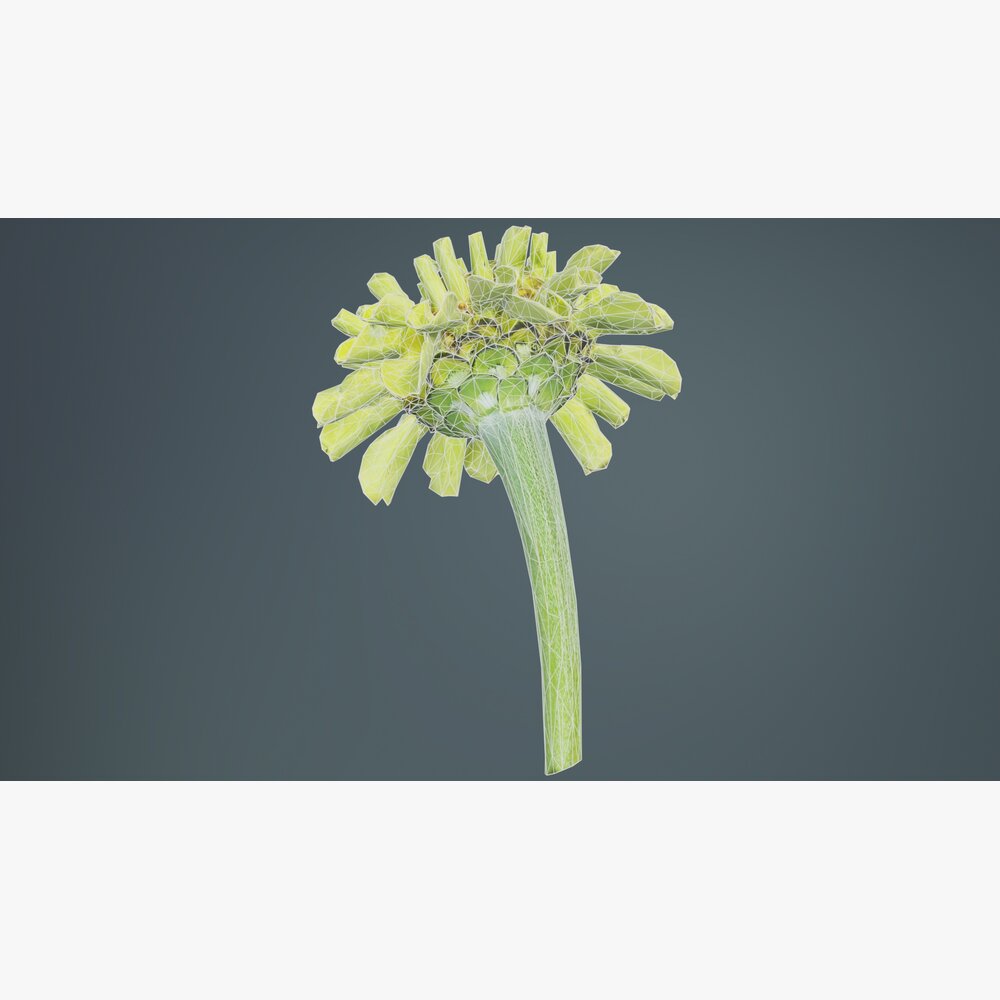 Elegant Zinnia Green 3D model - Download Flowers on 3DModels.org