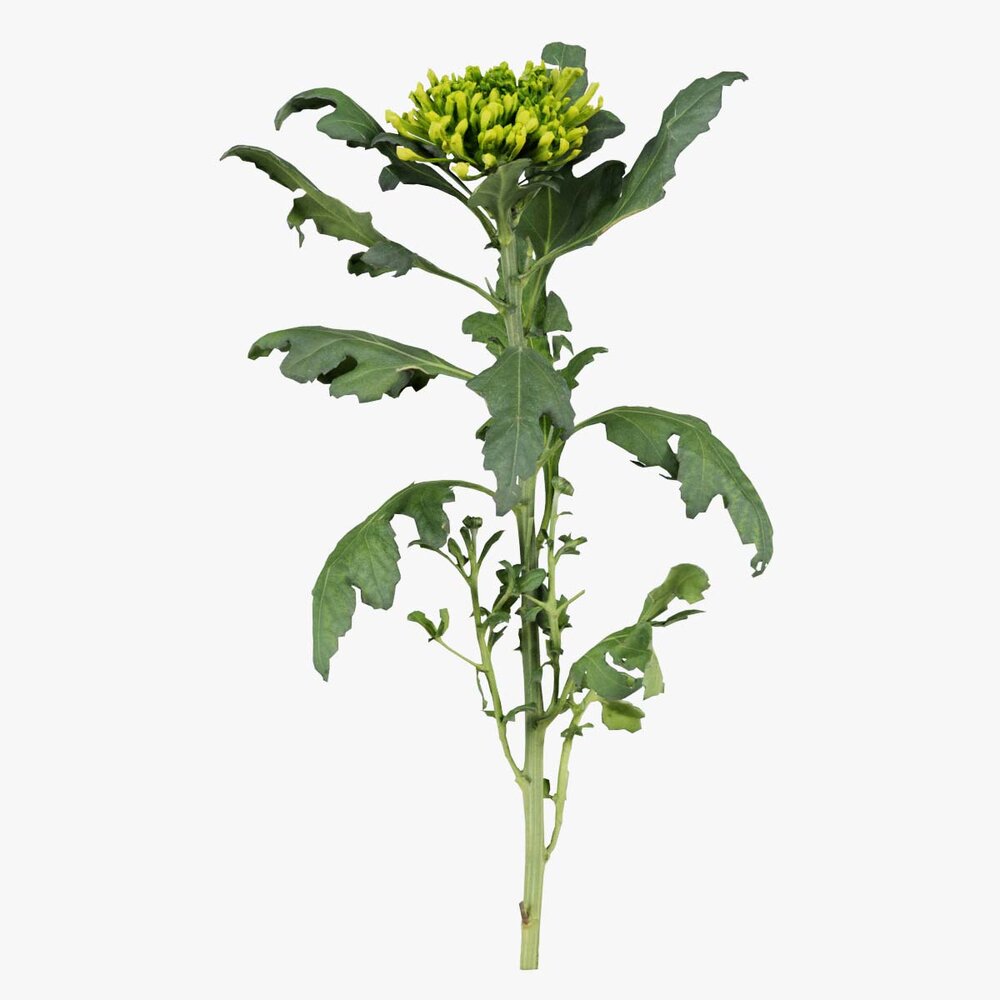 Florists Daisy Garden Mum Chrysanthemum Morifolium 3D model - Download ...