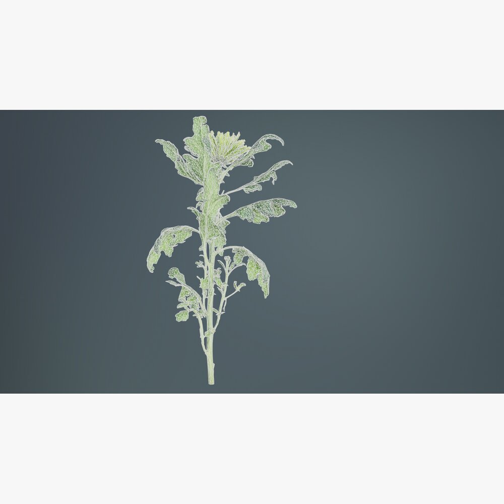 Florists Daisy Garden Mum Chrysanthemum Morifolium 3D model - Download ...