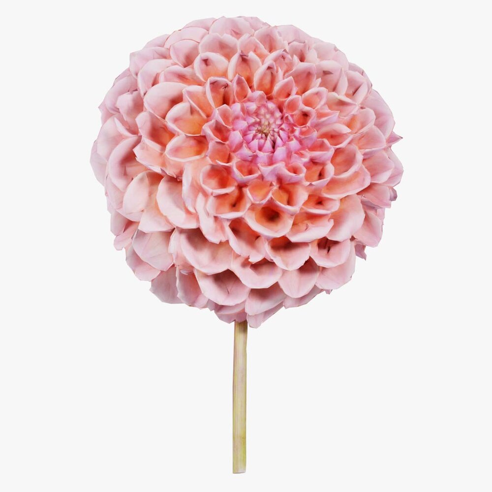 Garden Dahlia Red 3D model - Download Flowers on 3DModels.org