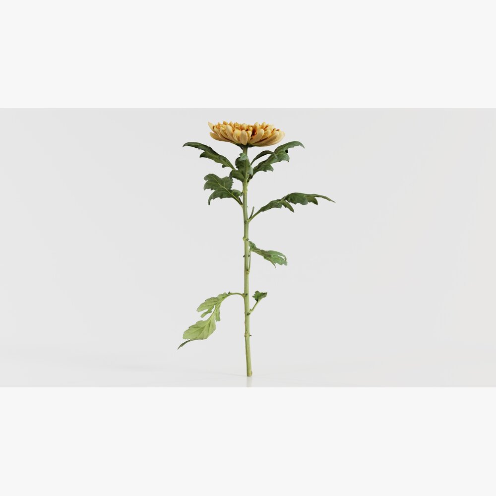 Hardy Garden Mum Chrysanthemum Morifolium 3D model - Download Flowers ...