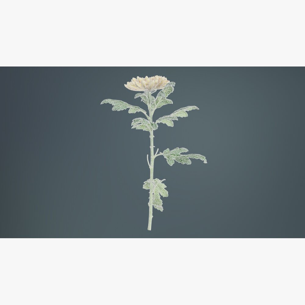 Hardy Garden Mum Chrysanthemum Morifolium 3D model - Download Flowers ...