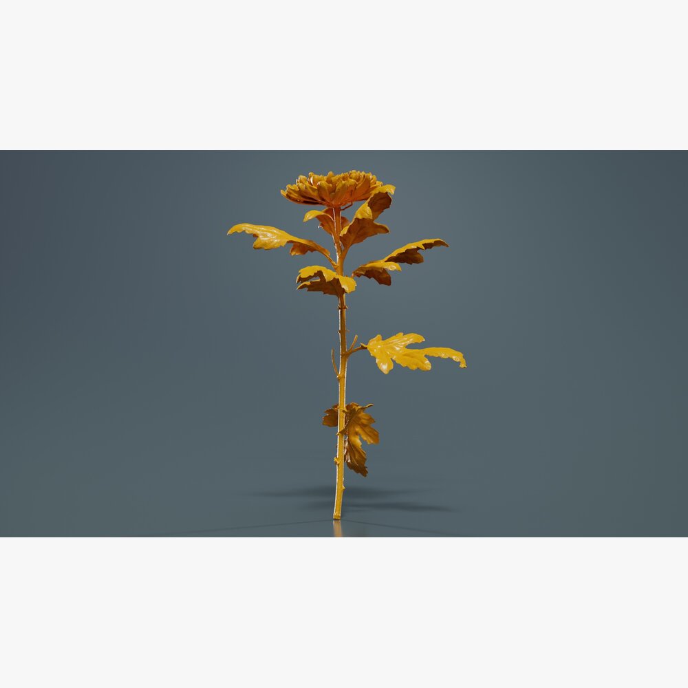 Hardy Garden Mum Chrysanthemum Morifolium 3D model - Download Flowers ...