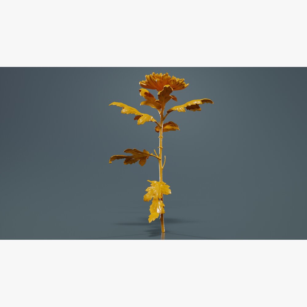 Hardy Garden Mum Chrysanthemum Morifolium 3D model - Download Flowers ...