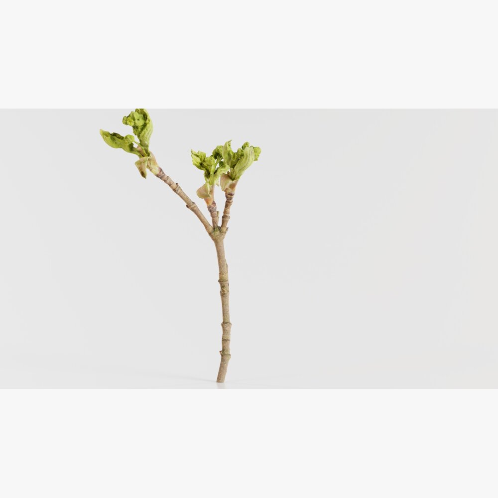 Juglans Regia Black Walnut Juglandaceae Sprout 3D model - Download ...