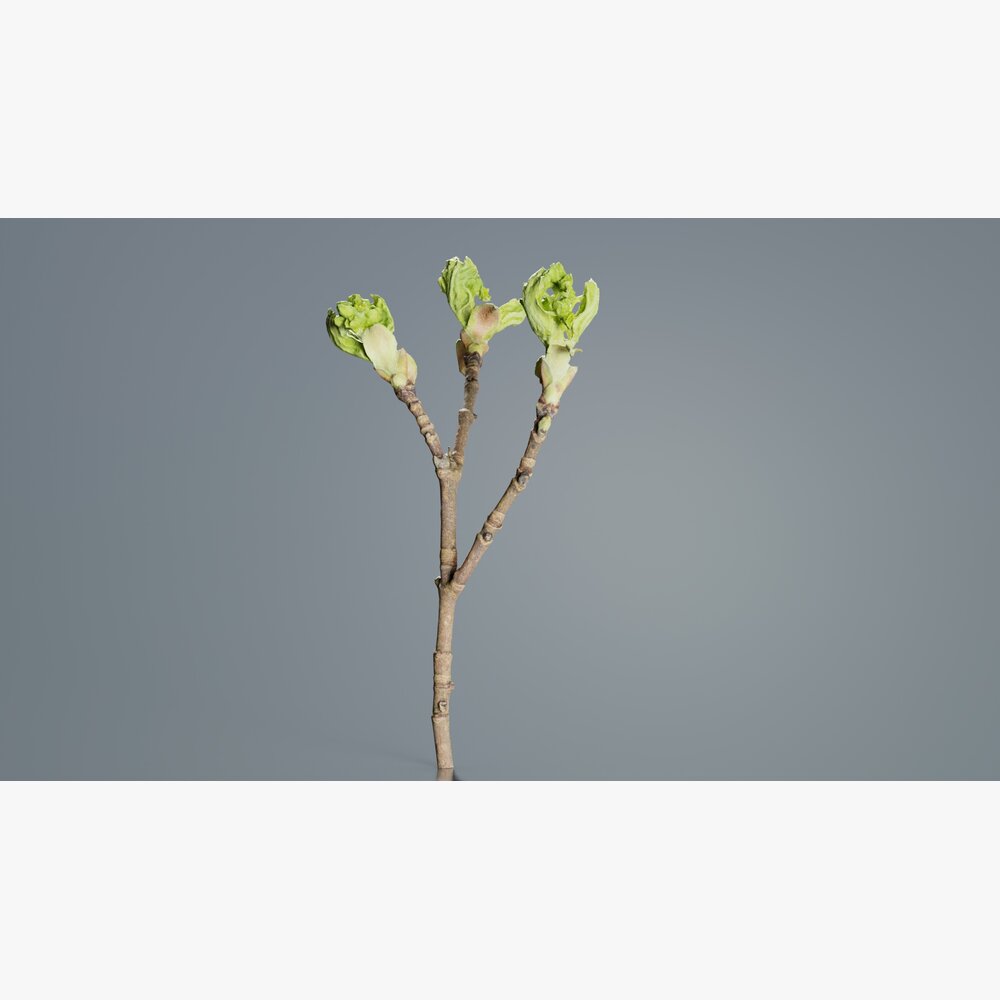 Juglans Regia Black Walnut Juglandaceae Sprout 3D model - Download ...