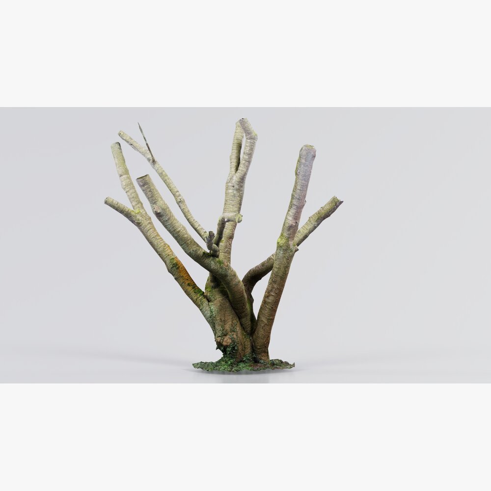 Moss Covered Tree Trunk 3D model - Download Landscapes on 3DModels.org