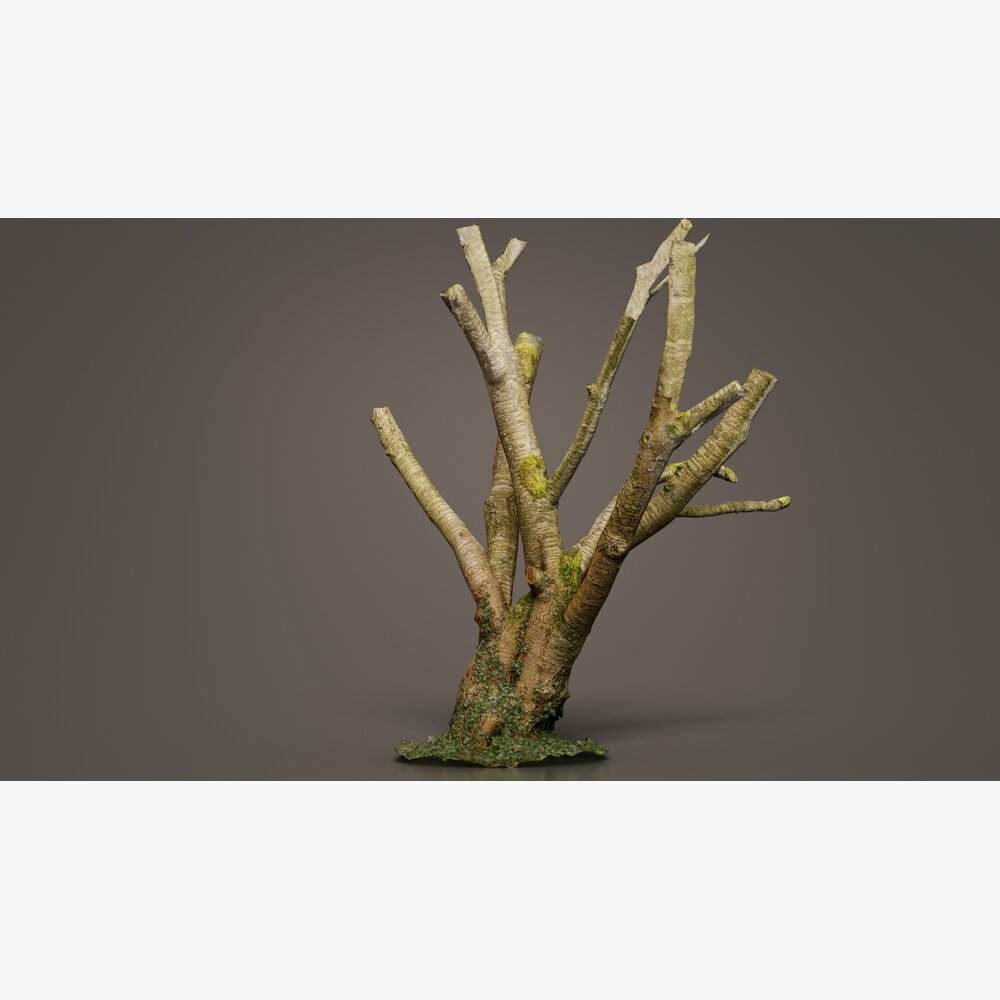 Moss Covered Tree Trunk 3D model - Download Landscapes on 3DModels.org