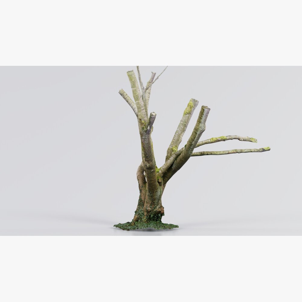Moss Covered Tree Trunk 3D model - Download Landscapes on 3DModels.org