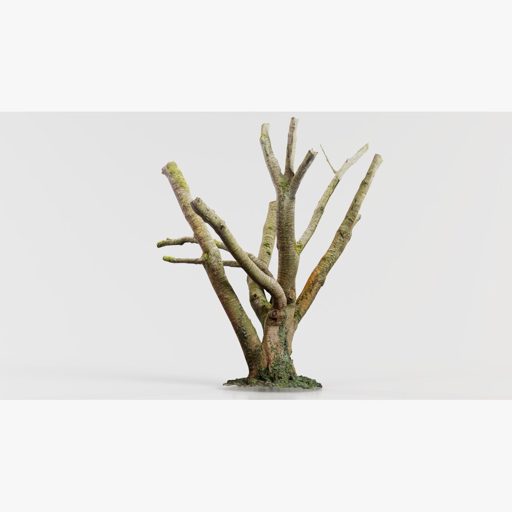 Moss Covered Tree Trunk 3D model - Download Landscapes on 3DModels.org