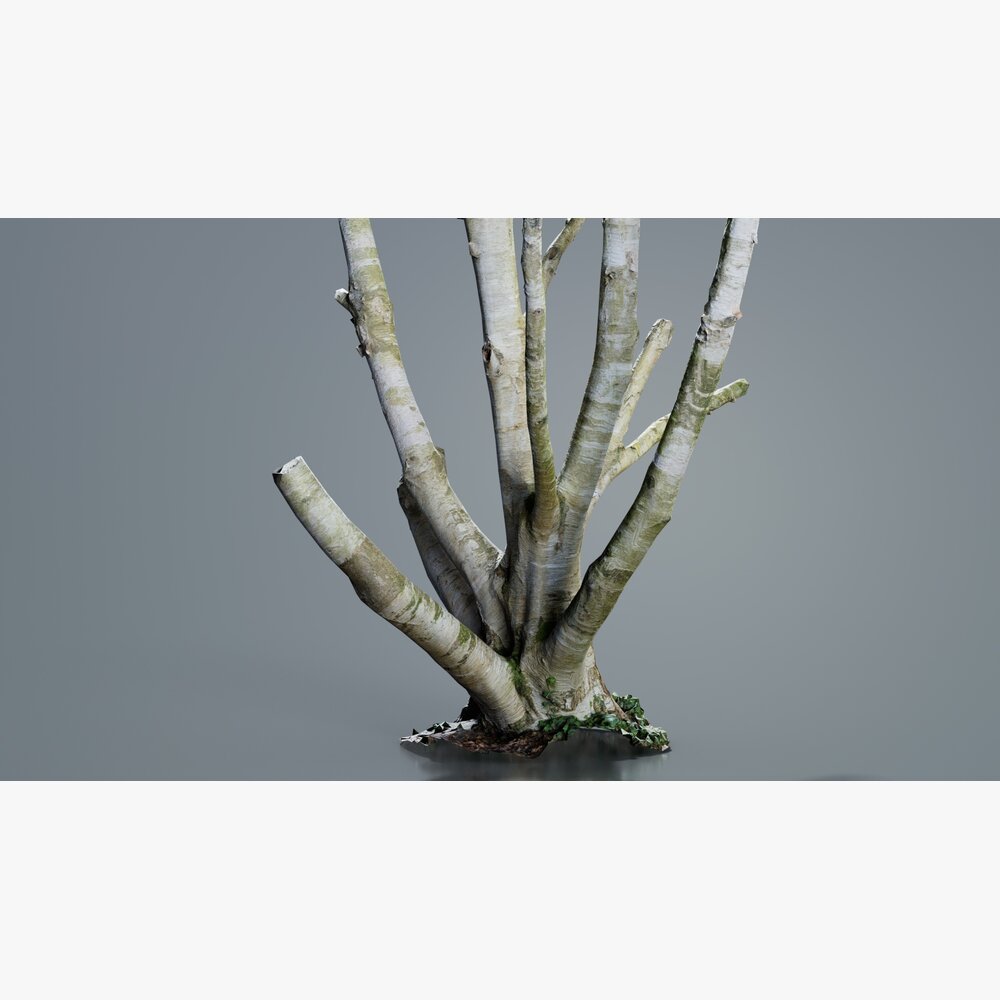 Paper Bark Tree Trunk 3D model - Download Landscapes on 3DModels.org