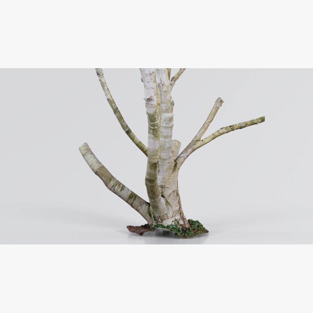 Paper Bark Tree Trunk 3D model - Download Landscapes on 3DModels.org