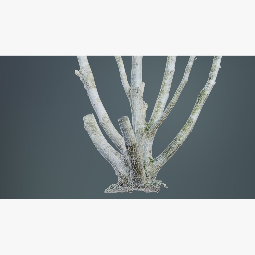 Paper Bark Tree Trunk 3D model - Download Landscapes on 3DModels.org