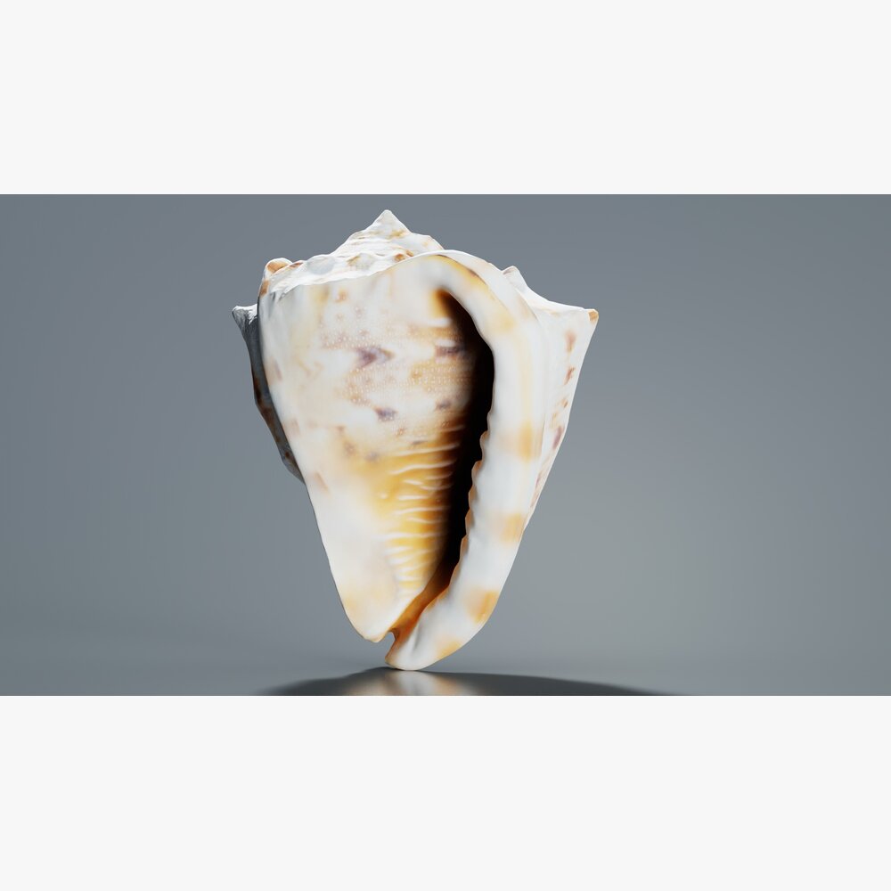 Shell Brown 3D 모델 - 다운로드 절지동물 on 3DModels.org