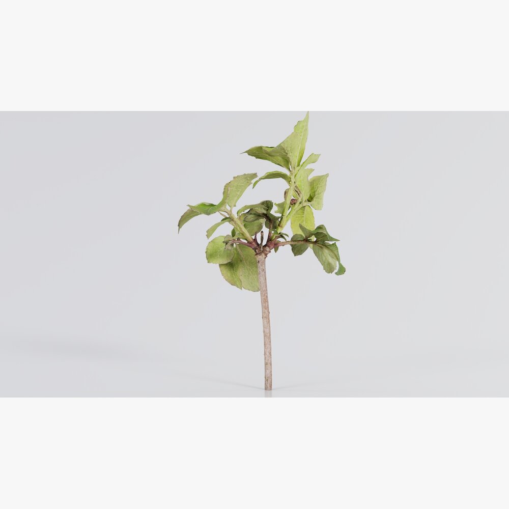 Sambucus Nigra Common Elder Viburnaceae Sprout 3D model - Download ...
