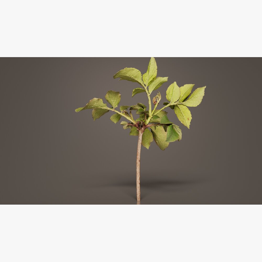 Sambucus Nigra Common Elder Viburnaceae Sprout 3D model - Download ...