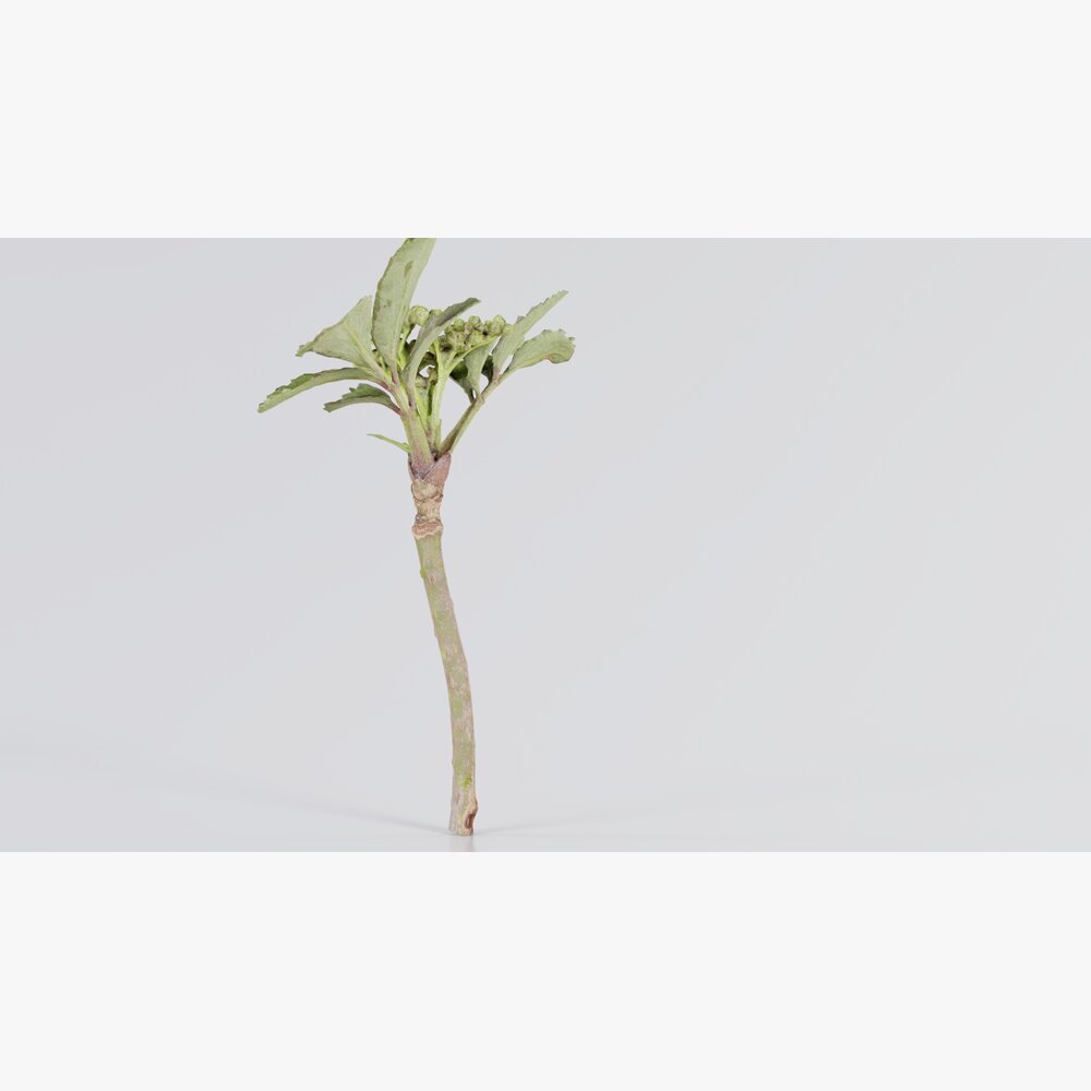 Young Elderberry Sprout with Green Buds 3D model - Download Trees on ...