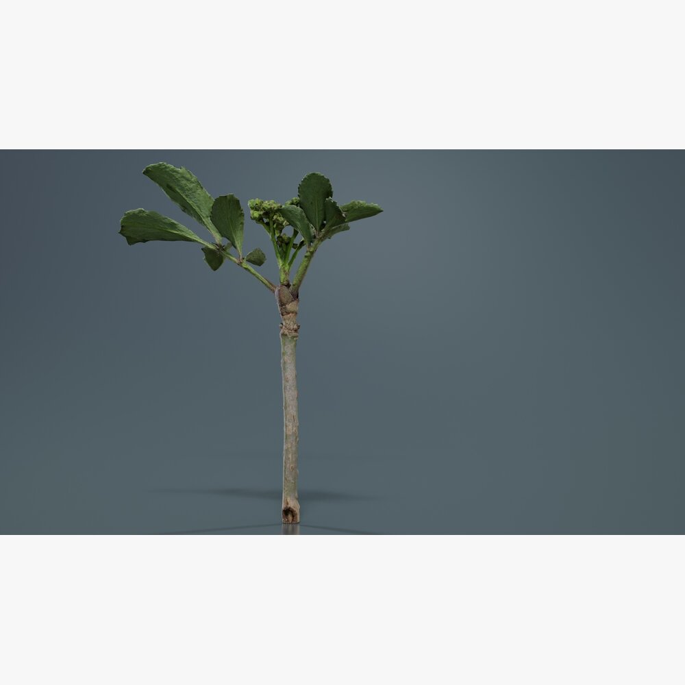 Young Elderberry Sprout with Green Buds 3D model - Download Trees on ...
