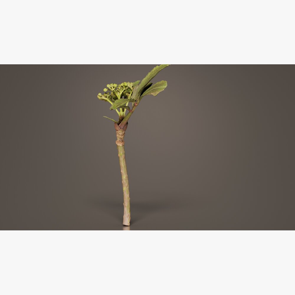 Young Elderberry Sprout with Green Buds Modelo 3D - Descargar Árboles ...