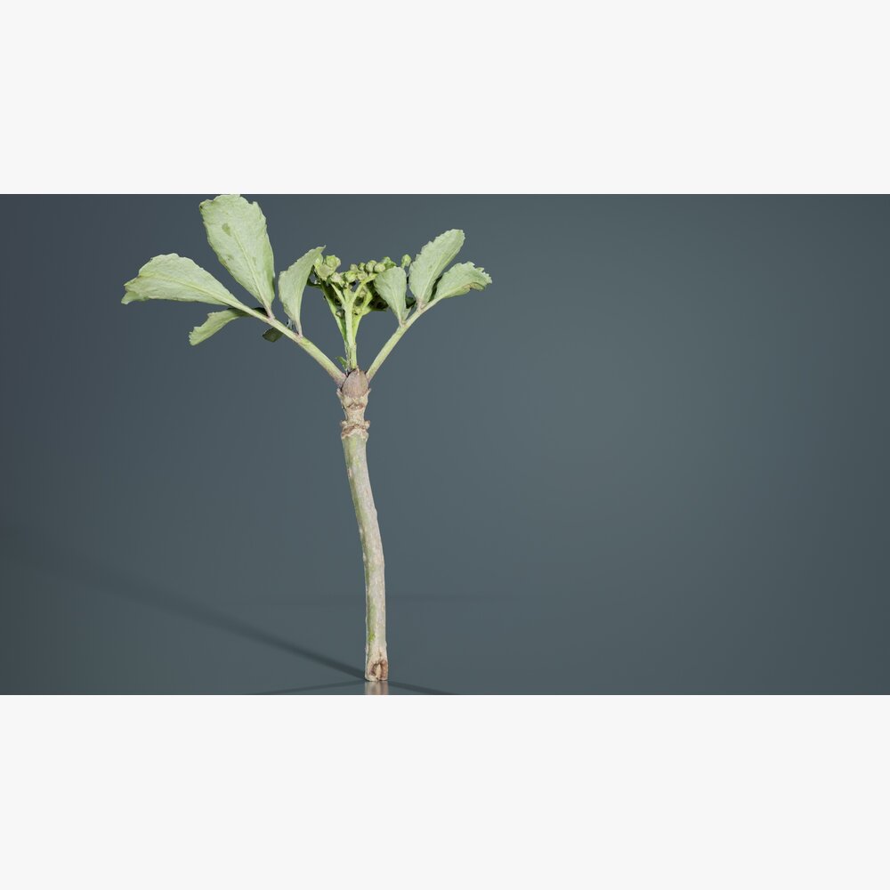 Young Elderberry Sprout with Green Buds Modelo 3D - Descargar Árboles ...