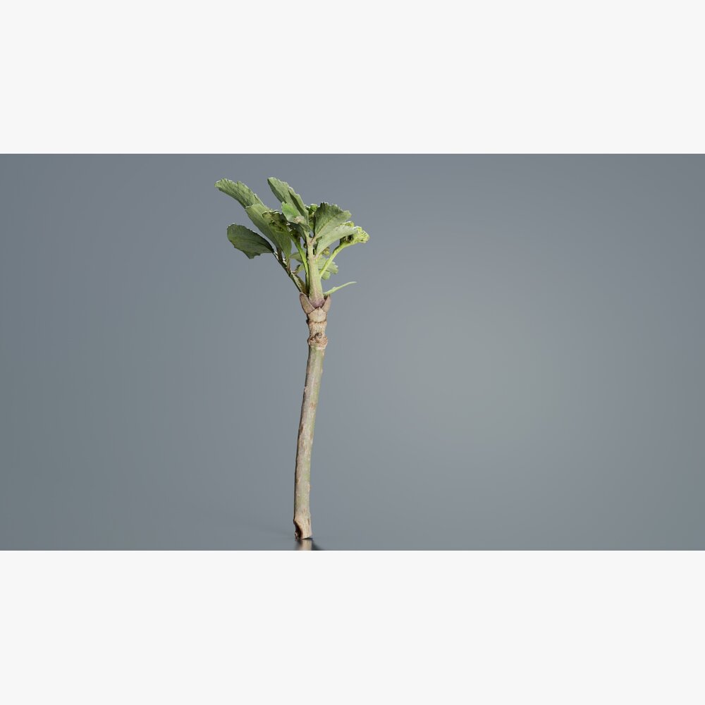 Young Elderberry Sprout with Green Buds Modelo 3D - Descargar Árboles ...