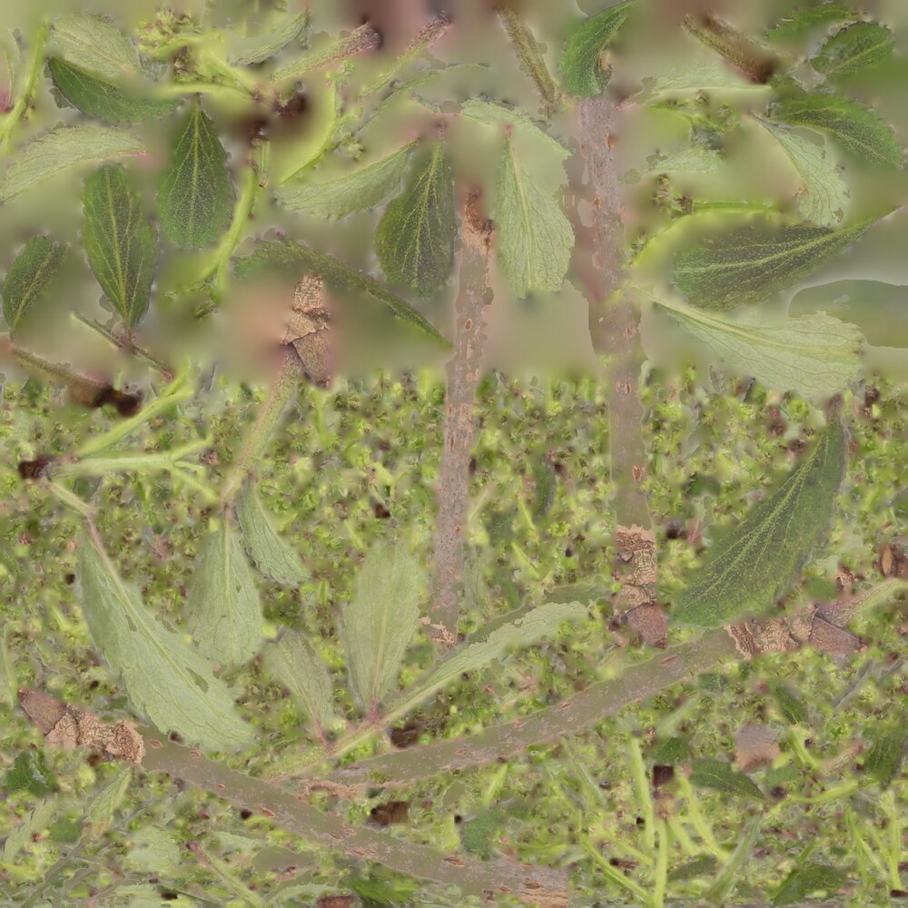 Young Elderberry Sprout with Green Buds Modelo 3D - Descargar Árboles ...