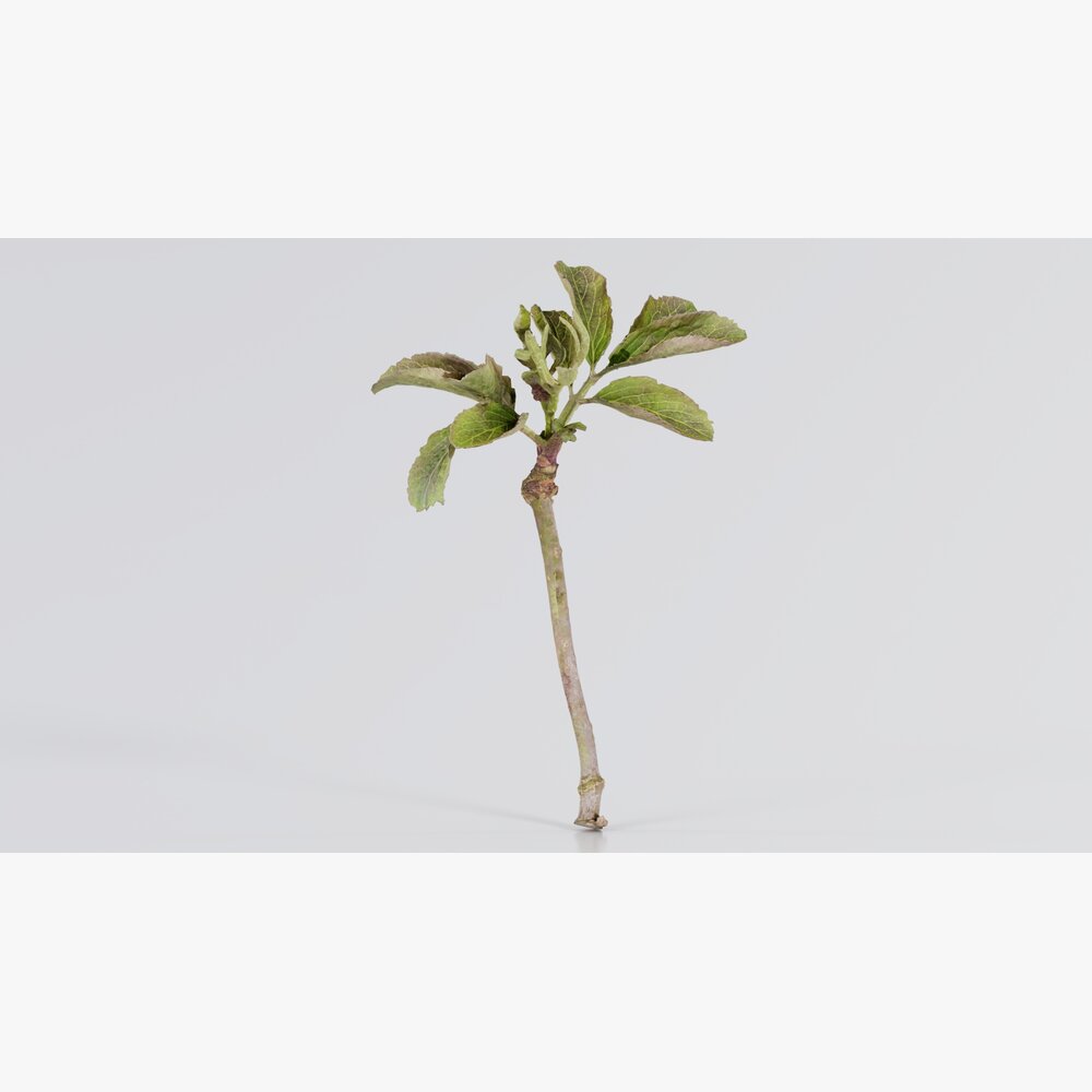 Young Sambucus Racemosa Sprout with Serrated Leaves 3D model - Download ...