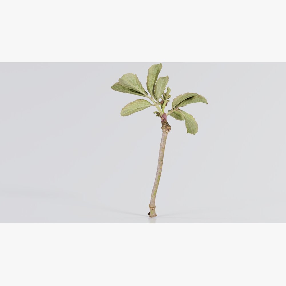 Young Sambucus Racemosa Sprout with Serrated Leaves 3D model - Download ...