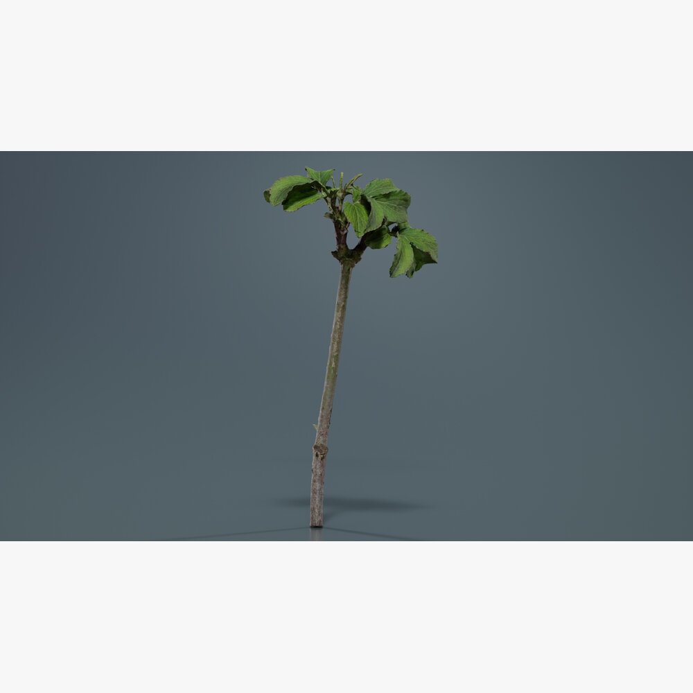 Sambucus Racemosa Elderberry Sprout with Green Leaves 3D model ...