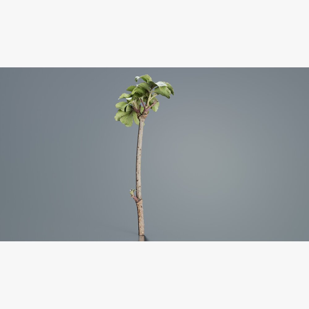 Sambucus Racemosa Elderberry Sprout with Green Leaves 3D model ...