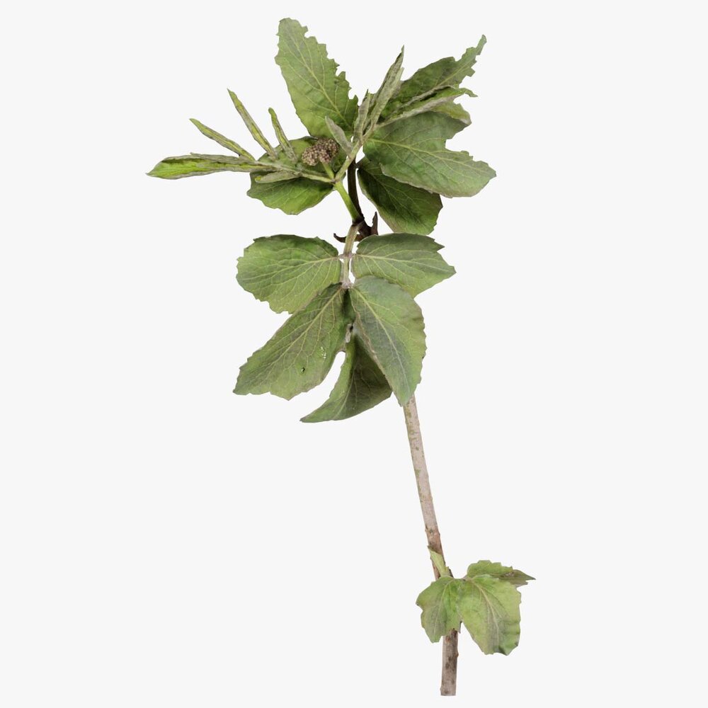 Red Elderberry Sambucus Racemosa Sprout with Lobed Leaves 3D model ...