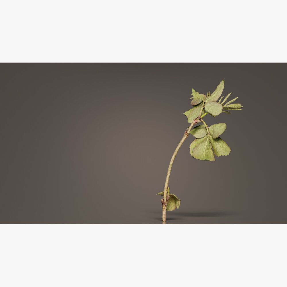 Red Elderberry Sambucus Racemosa Sprout with Lobed Leaves 3D model ...