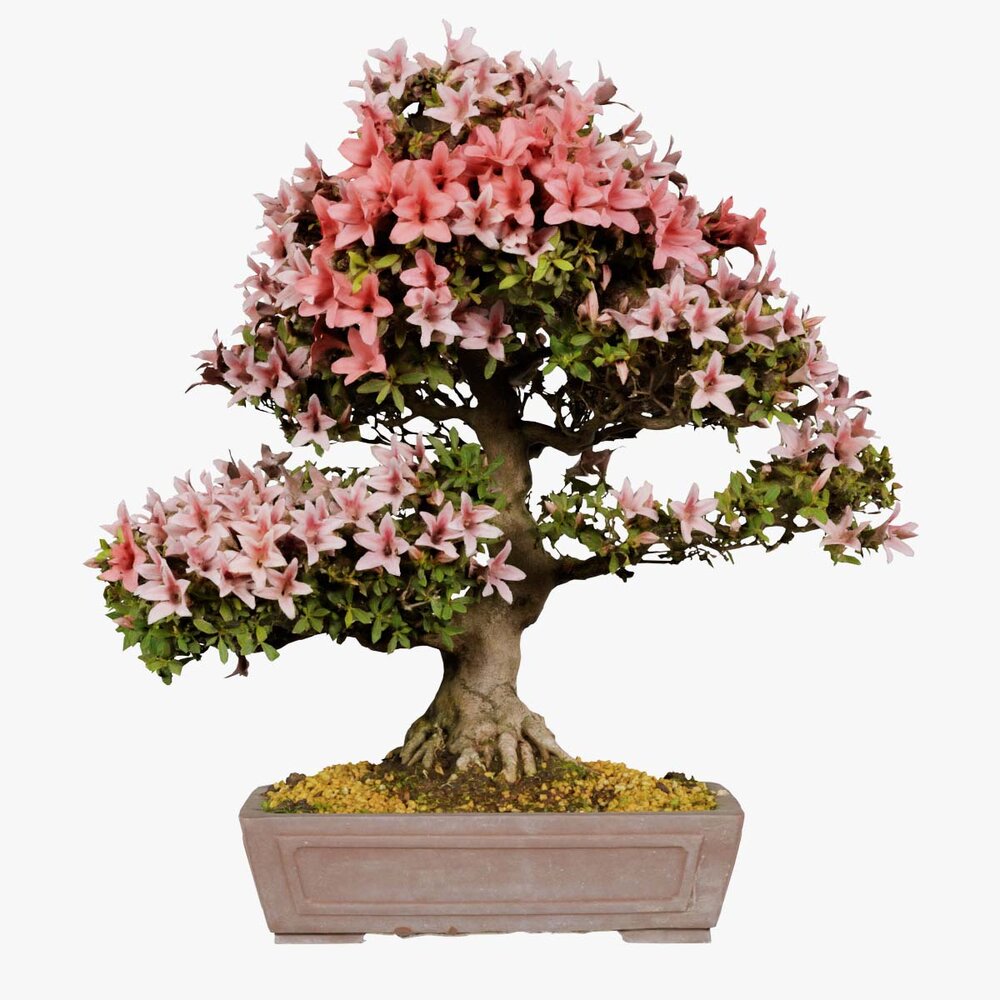 Satsuki Azalea Large Red Pink Rhododendron Indicum Bonsai Tree 3D model ...