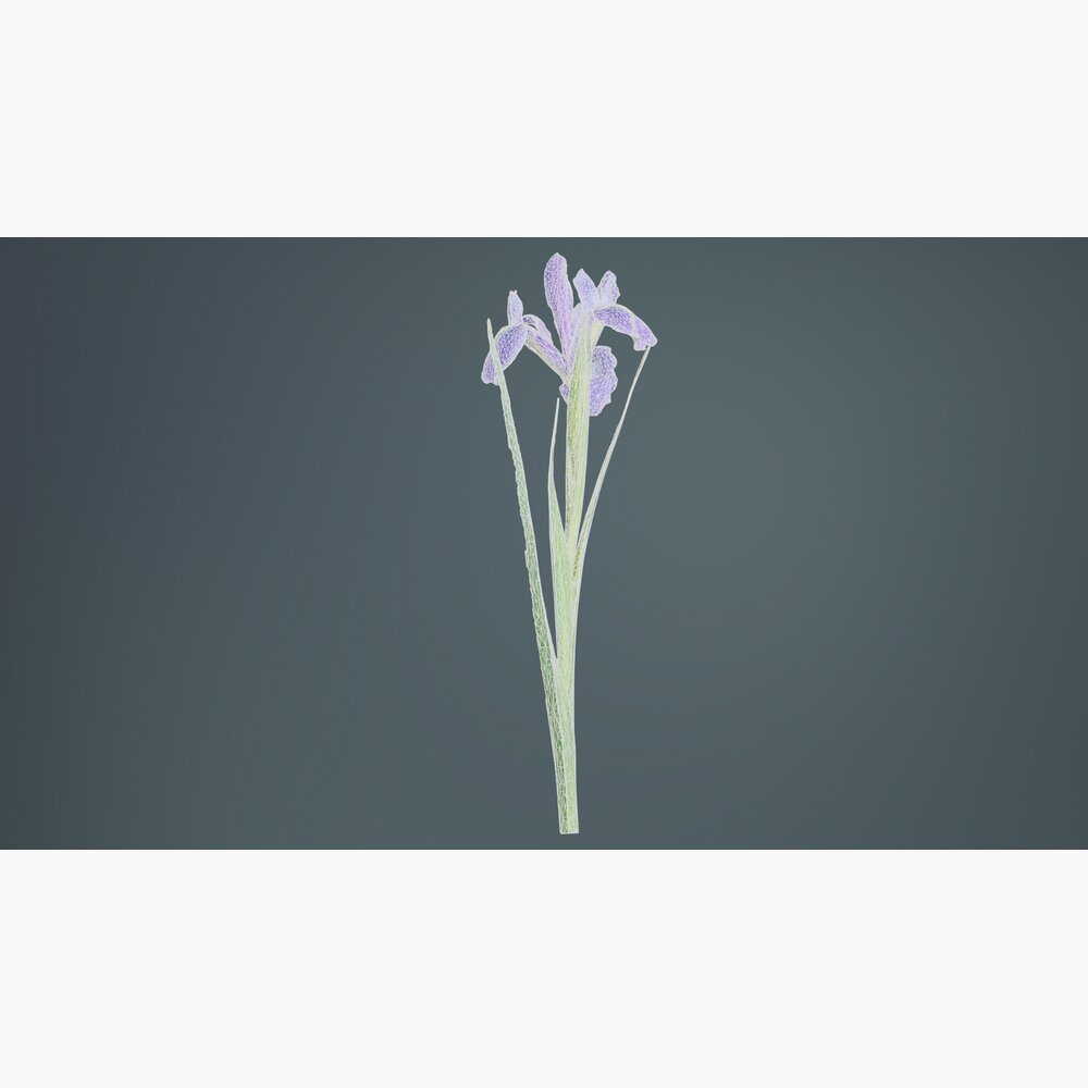 Spanish Iris Small Bulbous Rooted Iris Iris Xiphium 3D model - Download ...