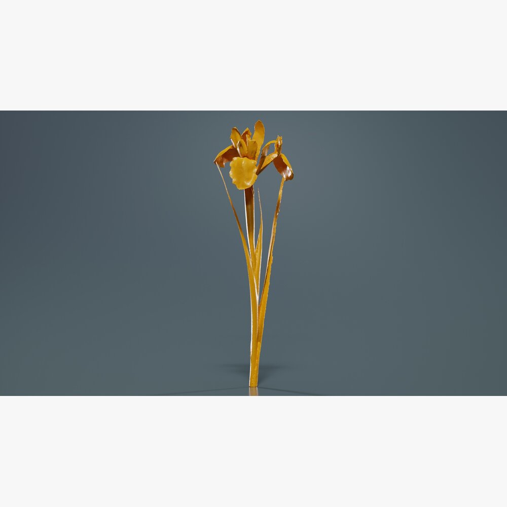 Spanish Iris Small Bulbous Rooted Iris Iris Xiphium 3D model - Download ...