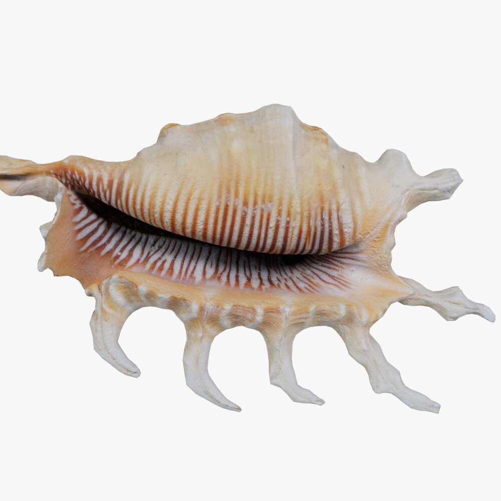 Strombidae Lambis Scorpius Indomaris Seashell 3D model - Download ...