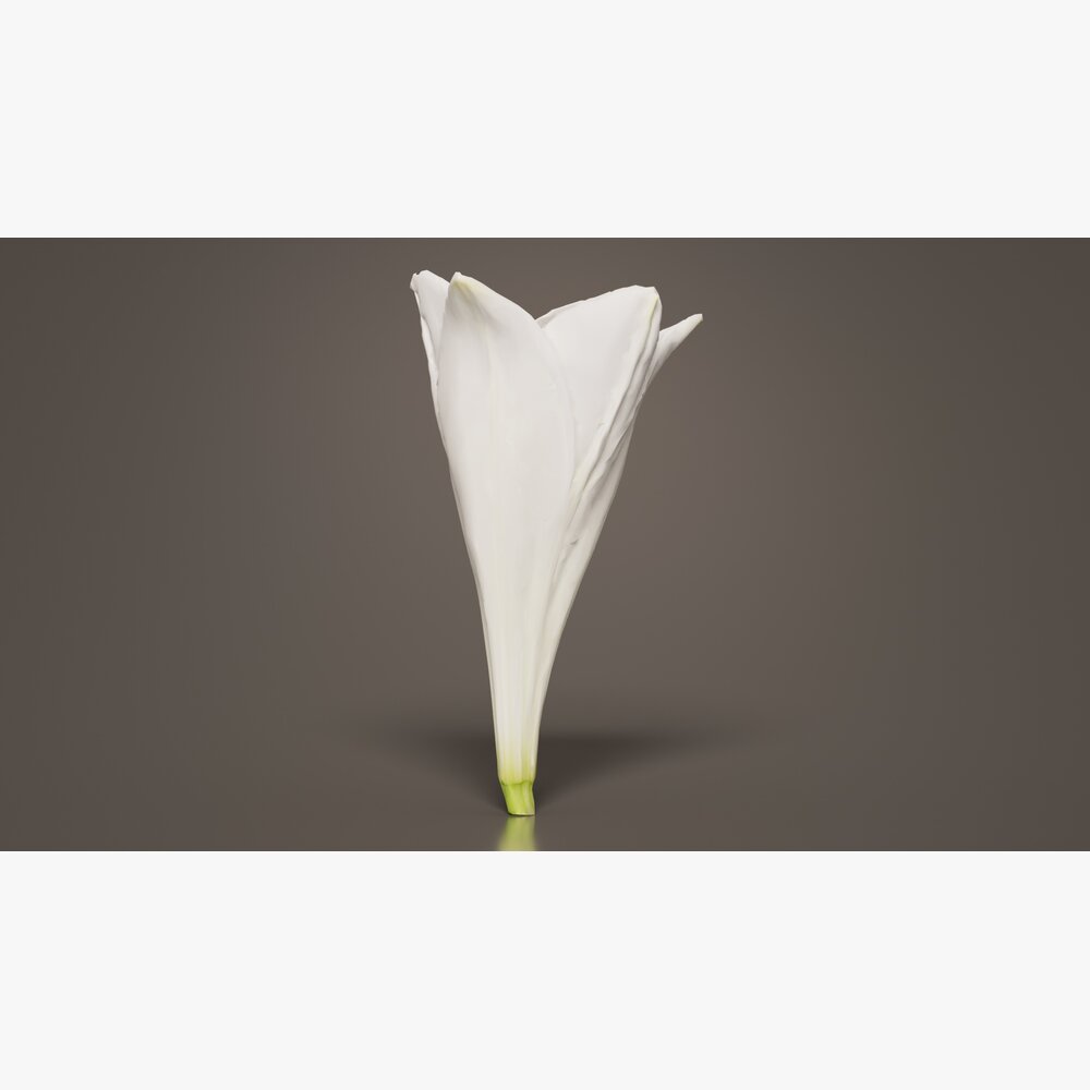 White Lily 3D model - Download Flowers on 3DModels.org
