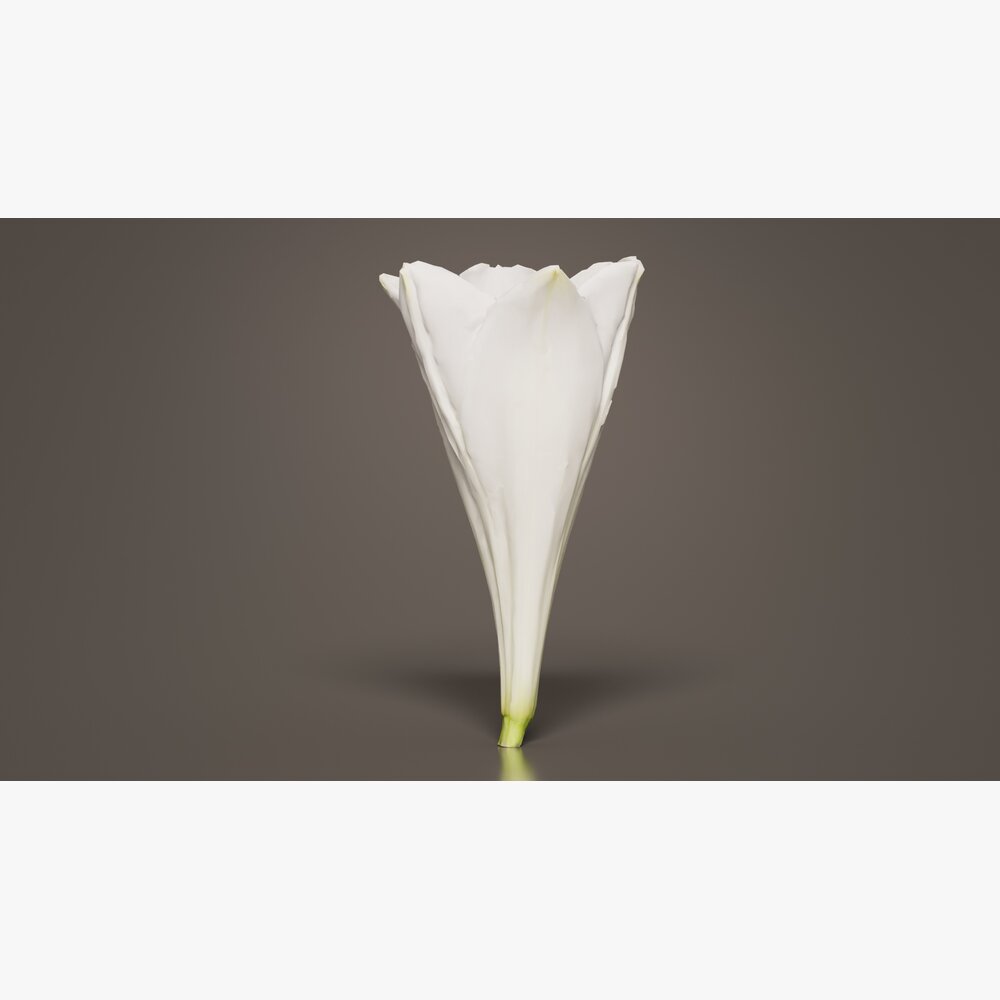 White Lily 3D model - Download Flowers on 3DModels.org