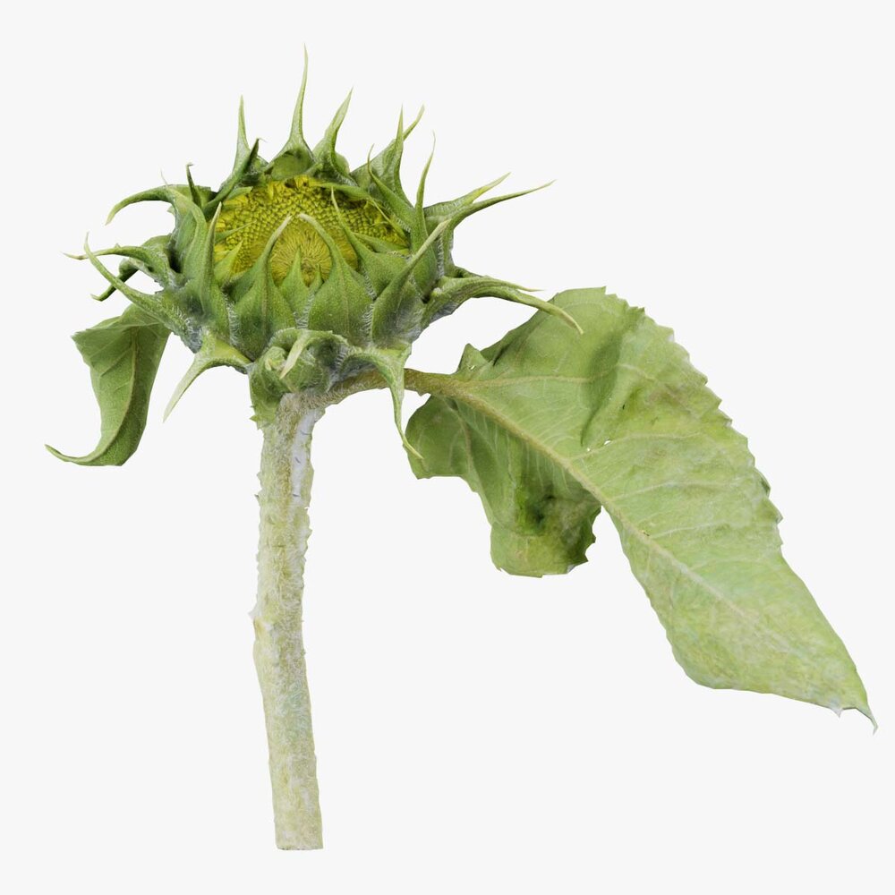 Young Sunflower 3D model - Download Flowers on 3DModels.org